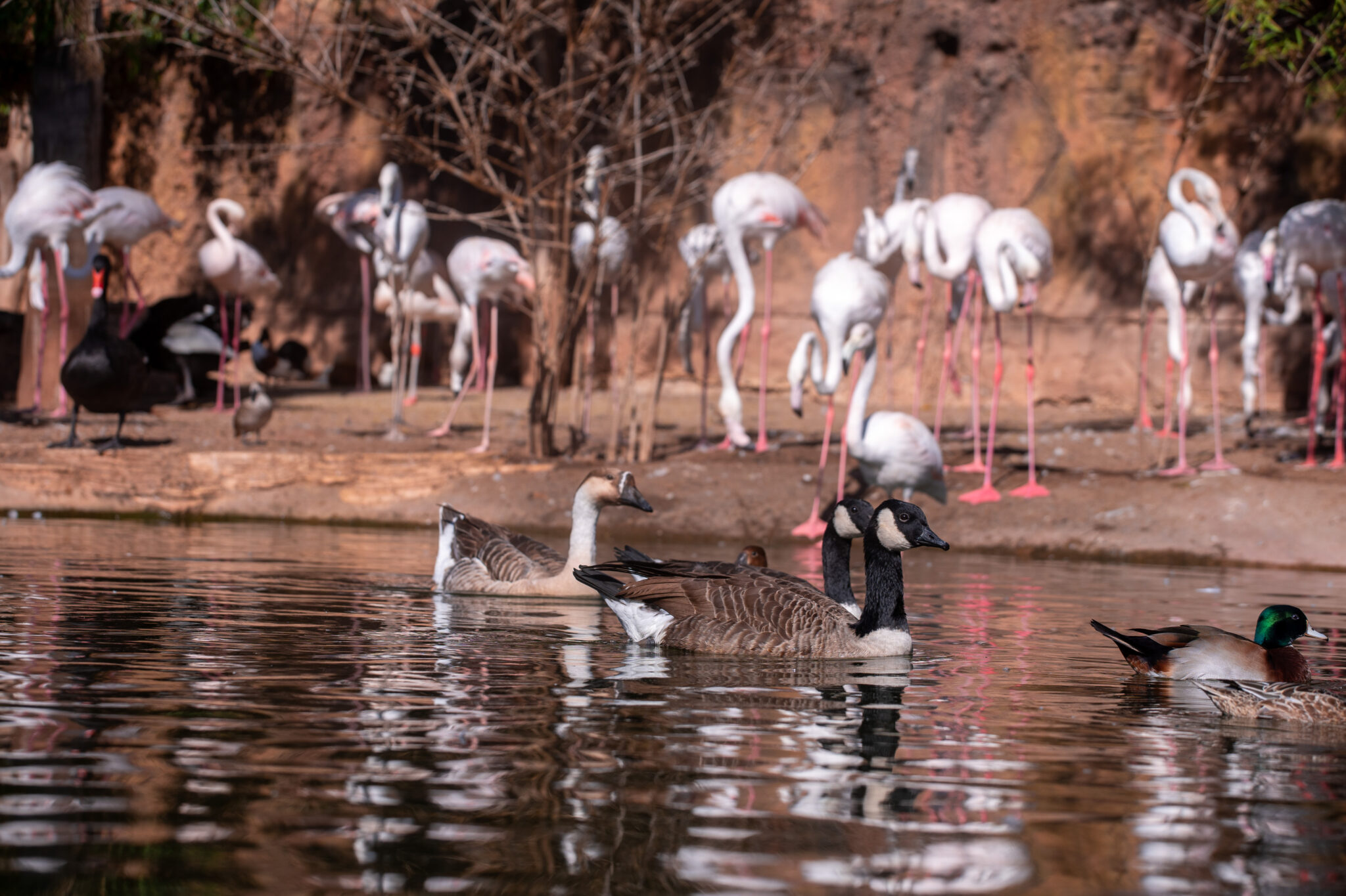 ZOO – Dream Village